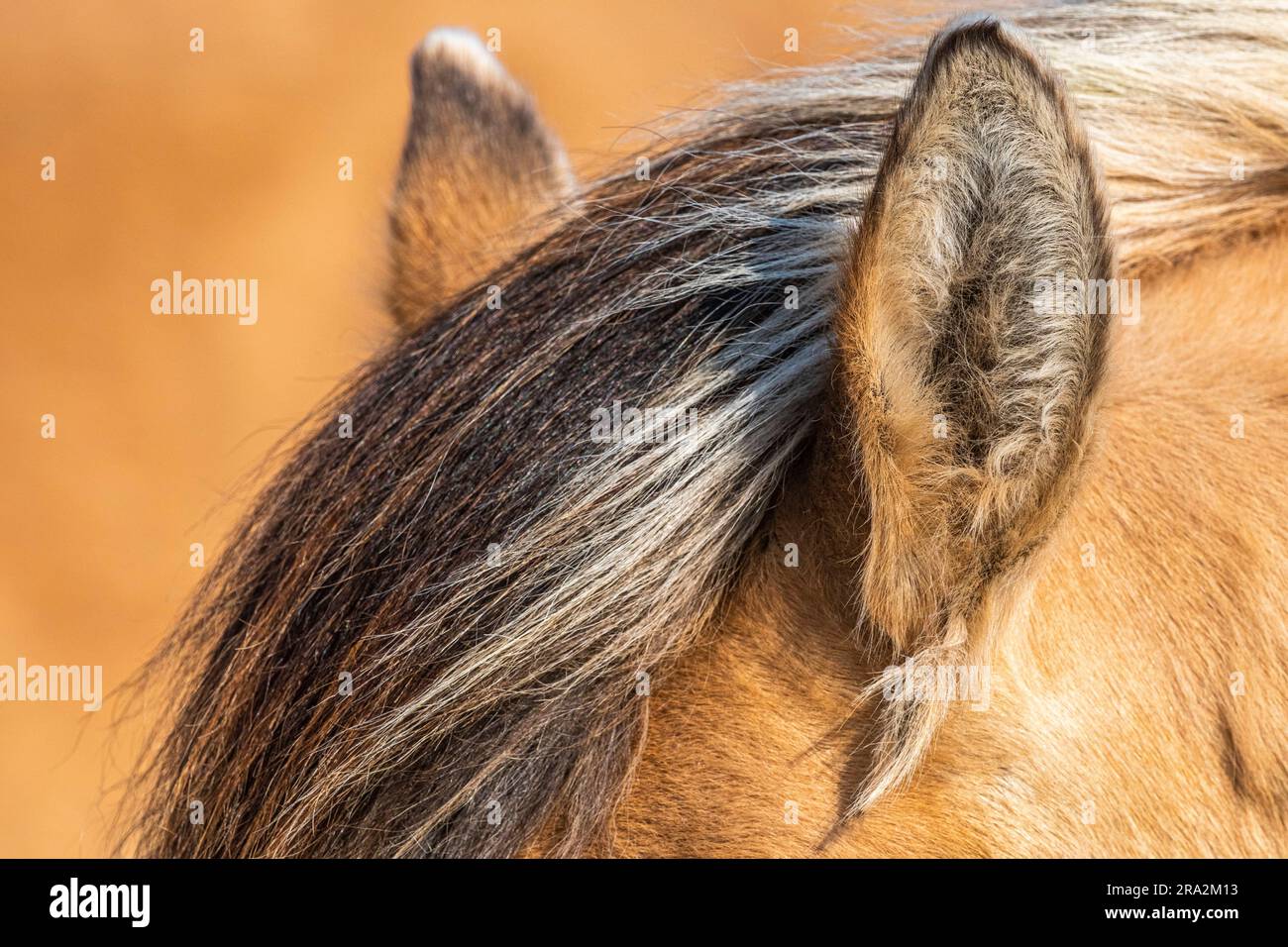Frankreich, Somme, Baie de Somme, Le Crotoy, Marais du Crotoy, Henson ...