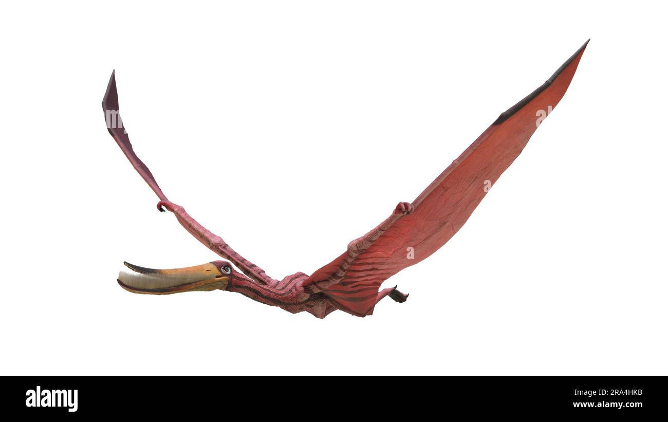 Pterodactyloid pterosaur -Fotos und -Bildmaterial in hoher Auflösung ...