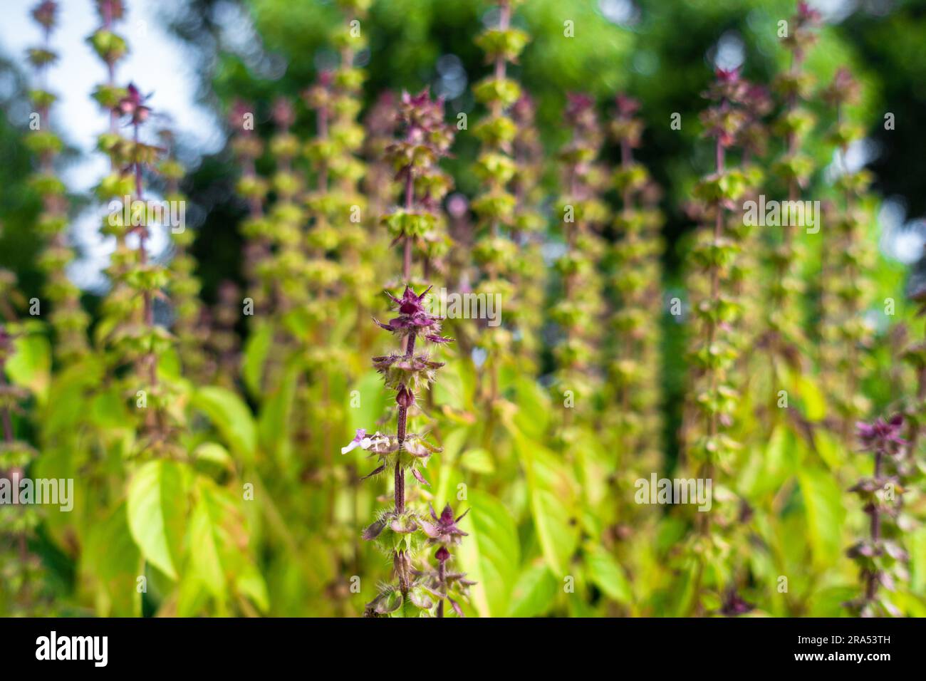 Eine Topaufnahme Der Basilikumpflanze Aus Dem Boden Auch Tulsi