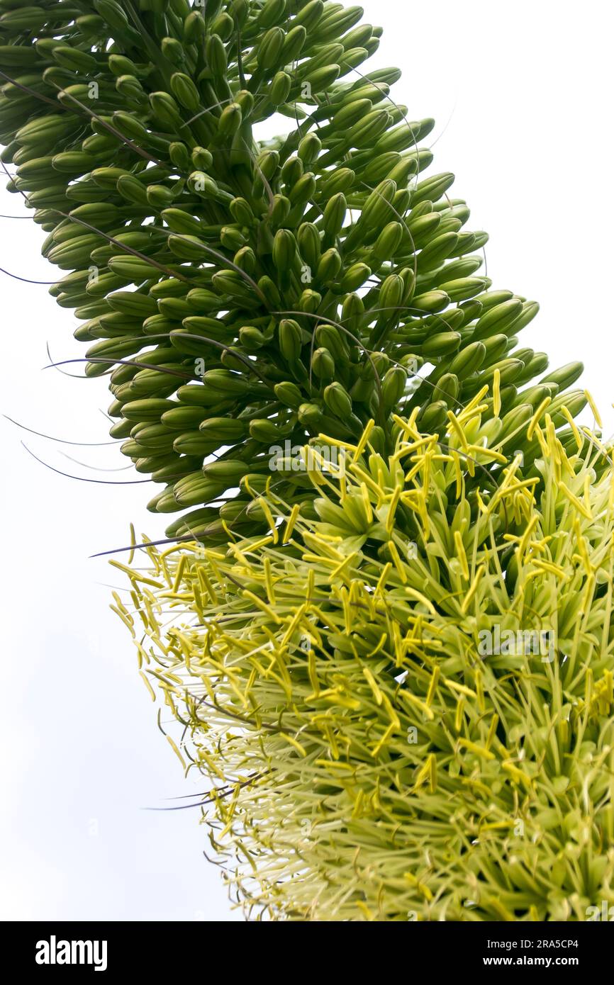 Nahaufnahme agave sukkulente -Fotos und -Bildmaterial in hoher ...