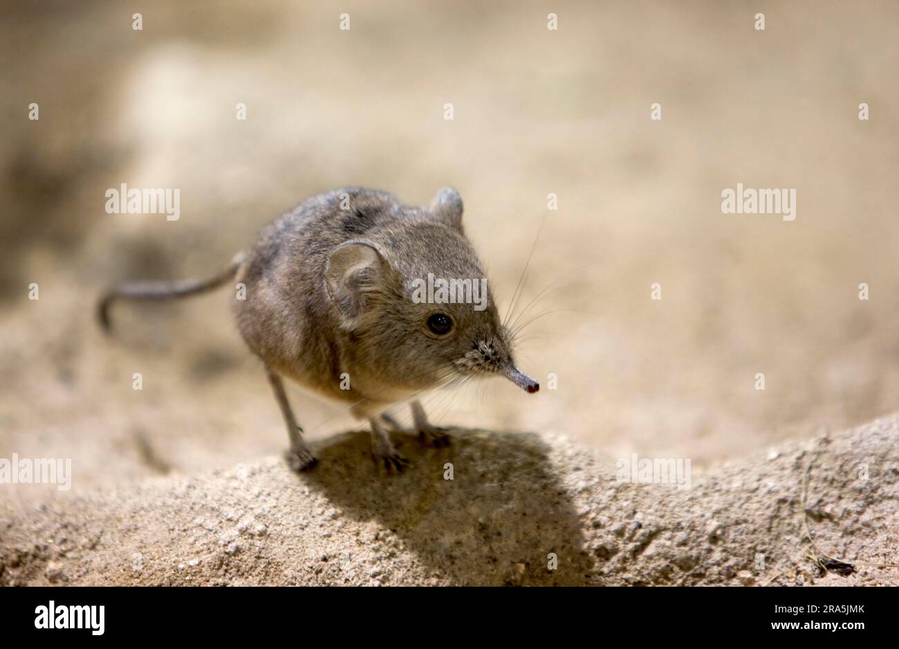 Elefant spitzmaus -Fotos und -Bildmaterial in hoher Auflösung – Alamy