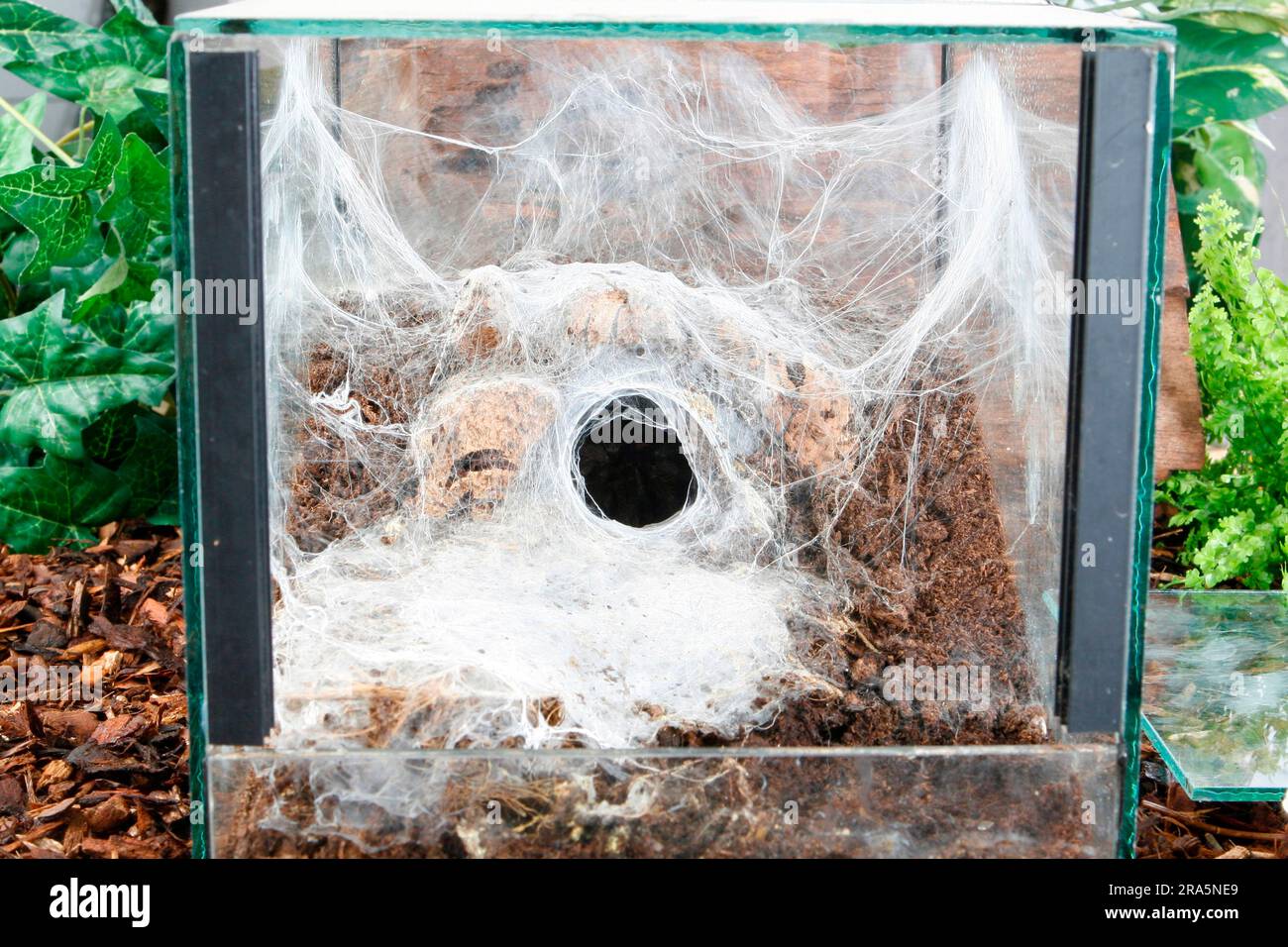 Vogelspinne mit netz -Fotos und -Bildmaterial in hoher Auflösung – Alamy