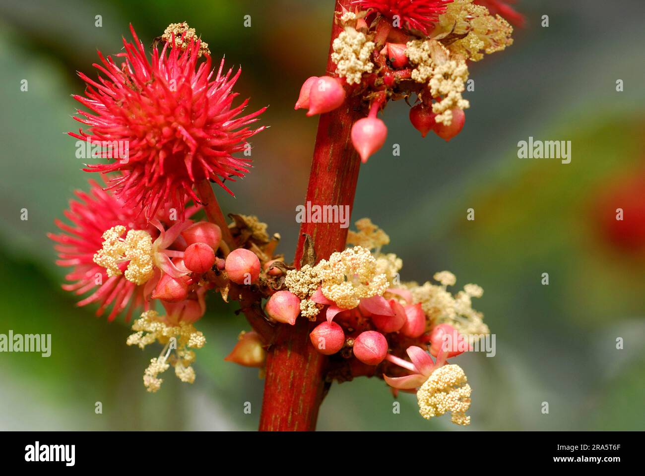 Plant ricinus communis medicinal -Fotos und -Bildmaterial in hoher ...