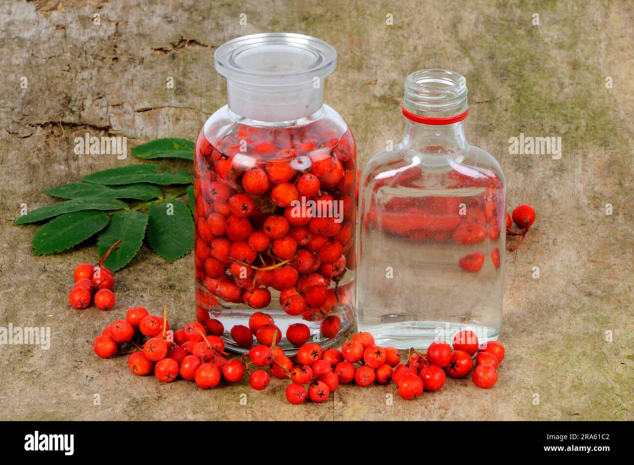 Vogelbeer tinktur -Fotos und -Bildmaterial in hoher Auflösung – Alamy