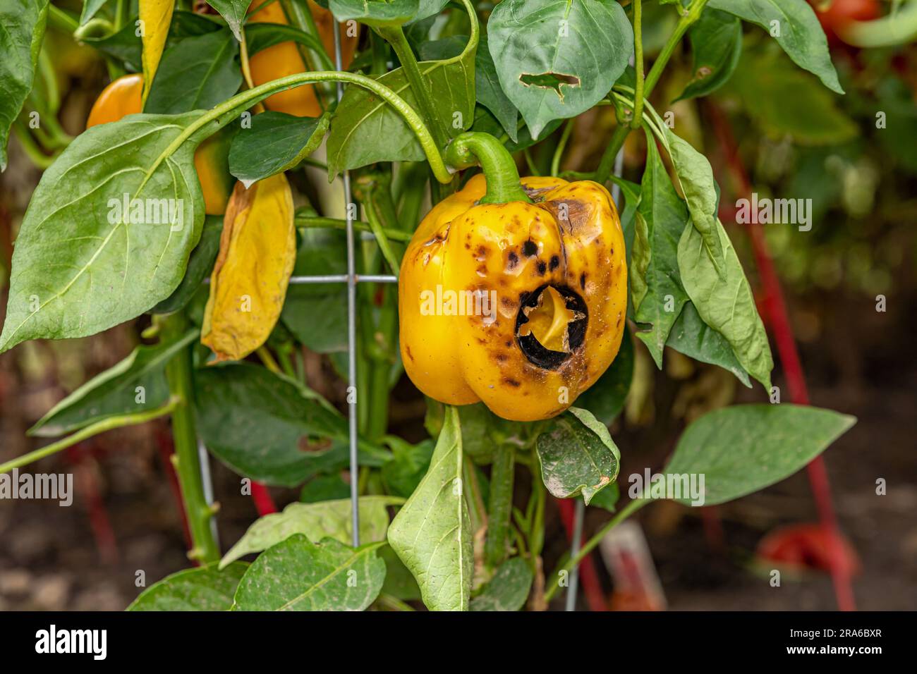 Luxus Paprika Braune Flecken Fotos