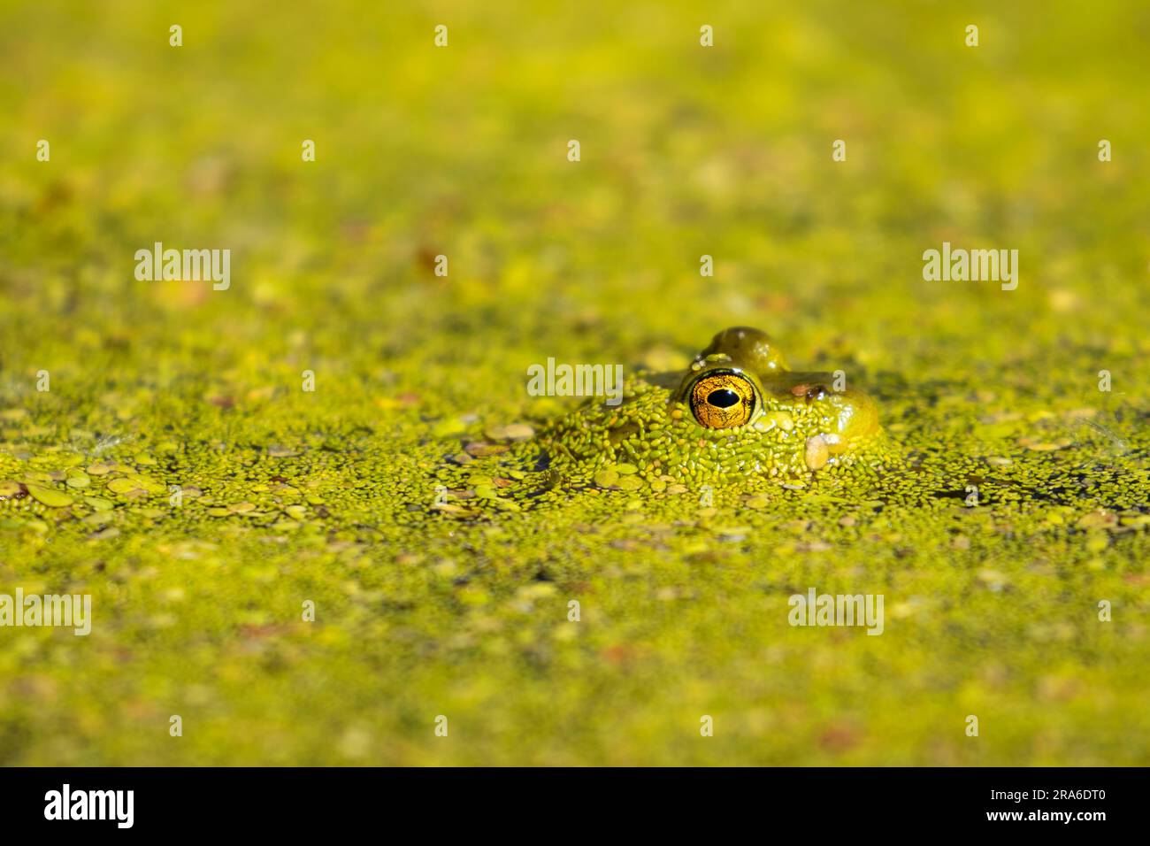 Invasive amphibie -Fotos und -Bildmaterial in hoher Auflösung – Alamy