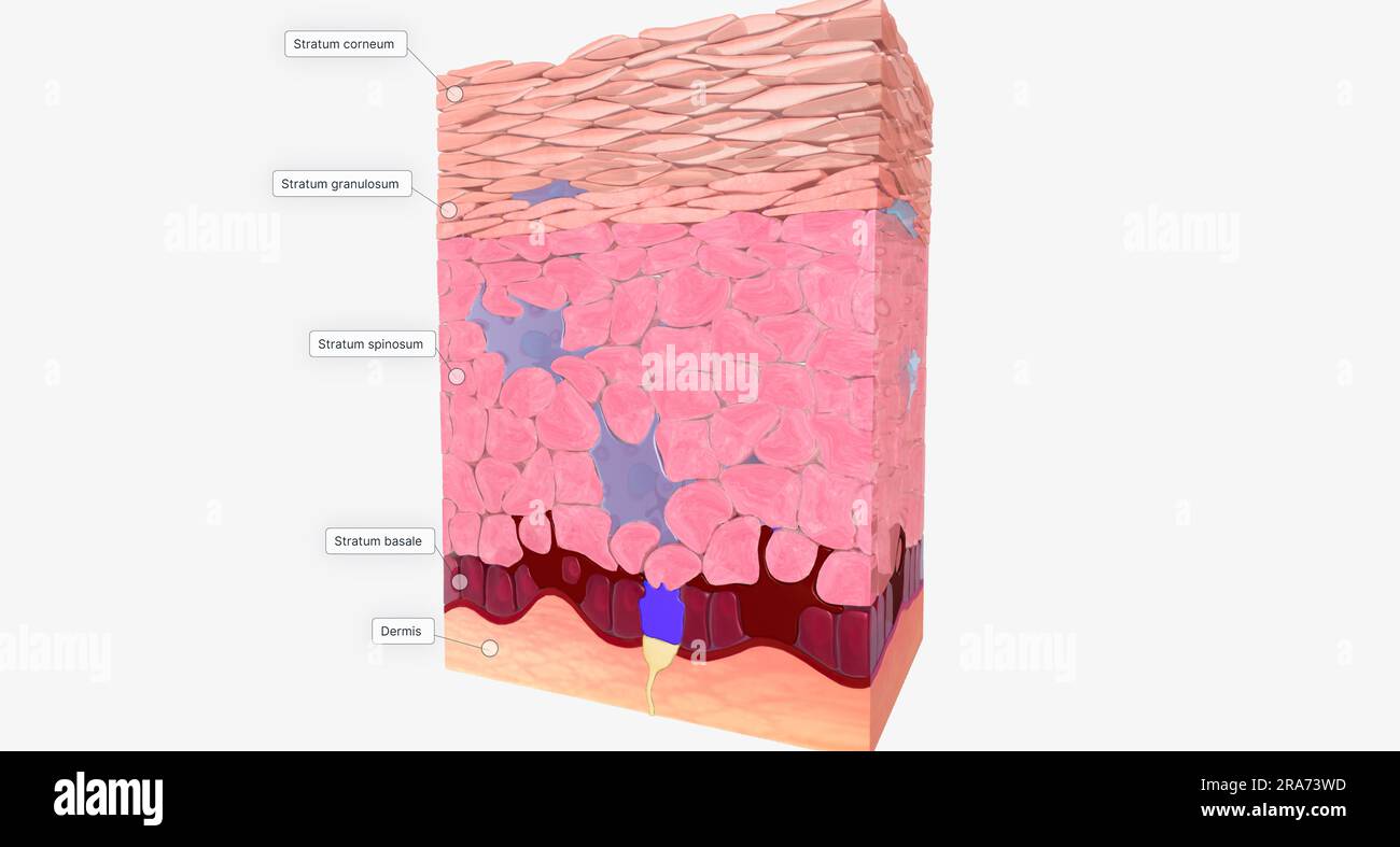 Die Epidermis ist die äußerste Hautschicht und besteht hauptsächlich aus Keratinozytenzellen ...