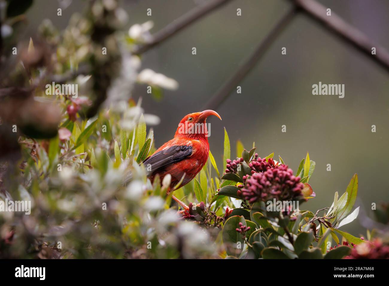 Endemische hawaiianische honigwanderer -Fotos und -Bildmaterial in ...