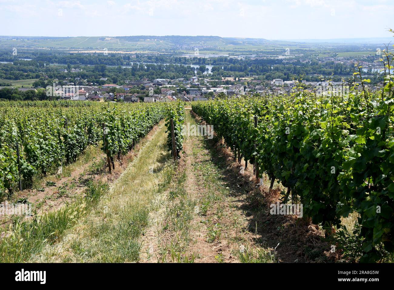 16. Juni 2023/ Rûdesheim-Hessen- Deutschland, Traubenfelder mit Blick ...