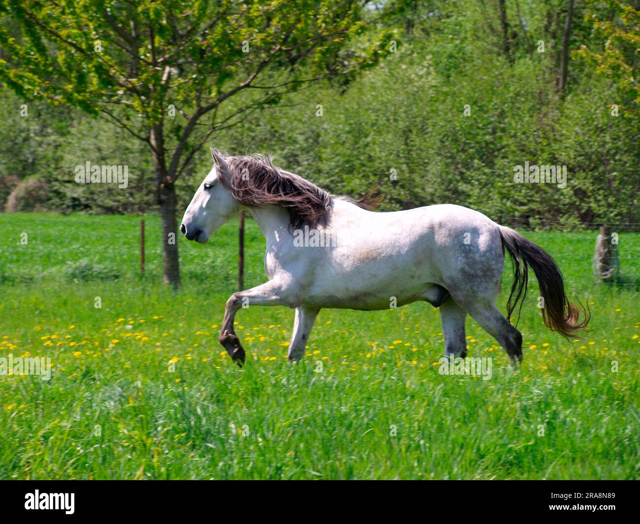 Iberisches pferd -Fotos und -Bildmaterial in hoher Auflösung – Alamy