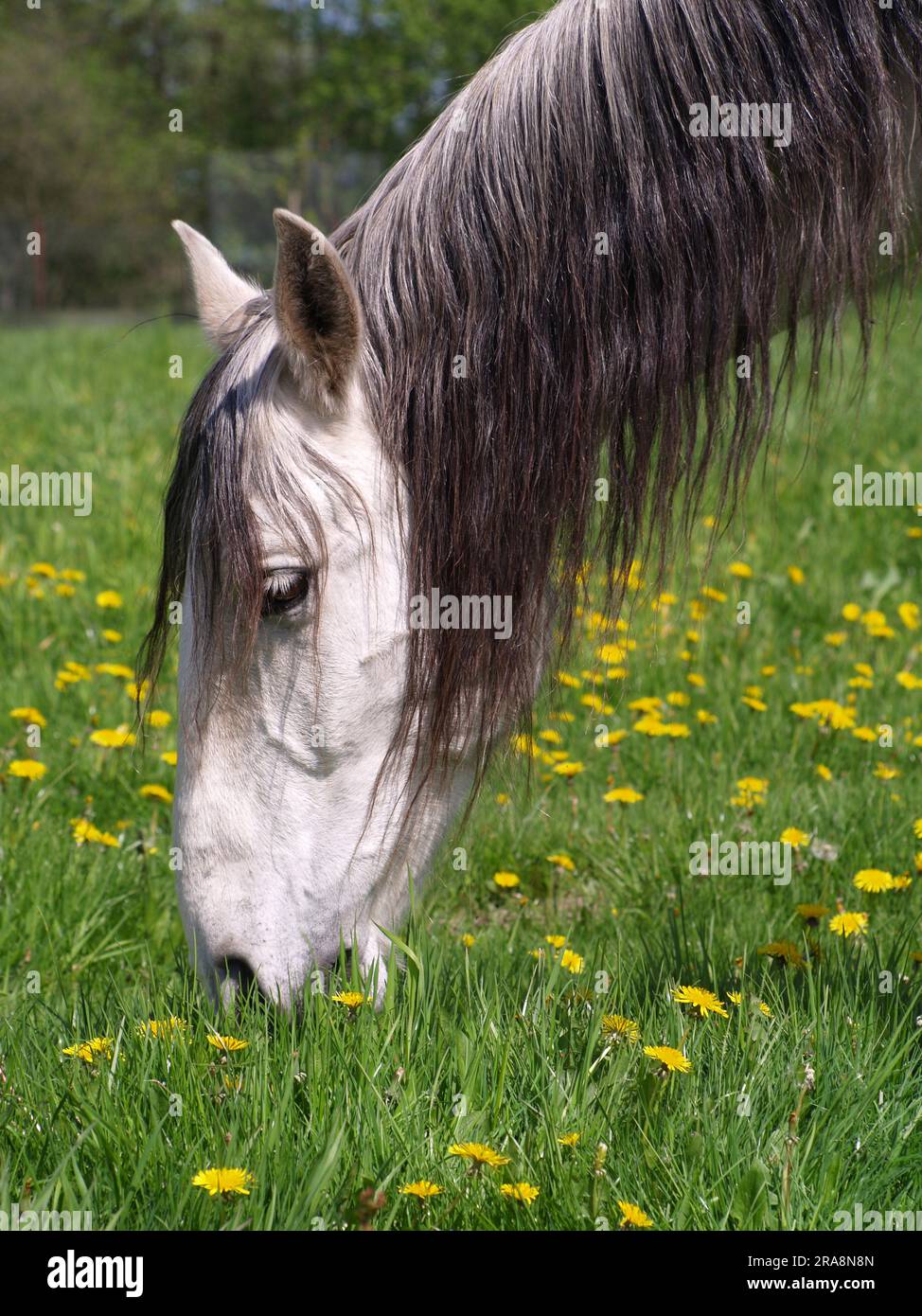 Iberisches pferd -Fotos und -Bildmaterial in hoher Auflösung – Alamy