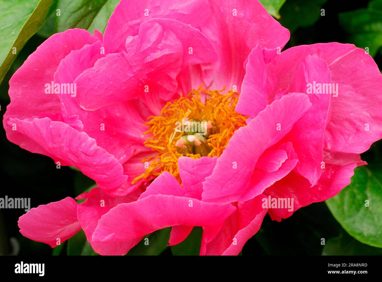 Paula fay -Fotos und -Bildmaterial in hoher Auflösung – Alamy
