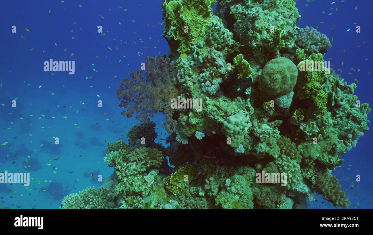 Rotes Meer, Ägypten. 24. Juni 2023. Nahaufnahme des wunderschönen ...