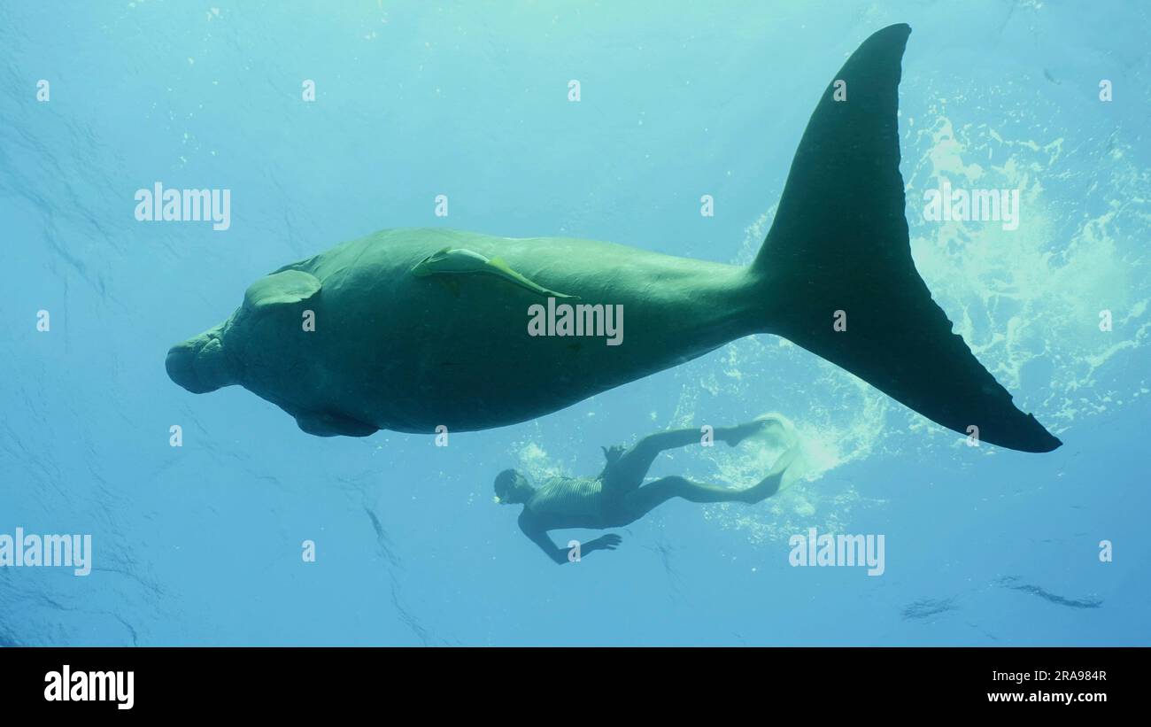 Dugongo dugong -Fotos und -Bildmaterial in hoher Auflösung – Alamy
