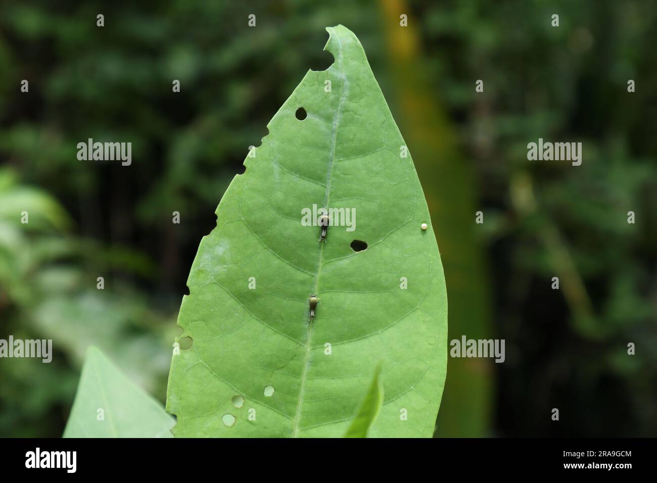 Zwei winzige raupen -Fotos und -Bildmaterial in hoher Auflösung – Alamy
