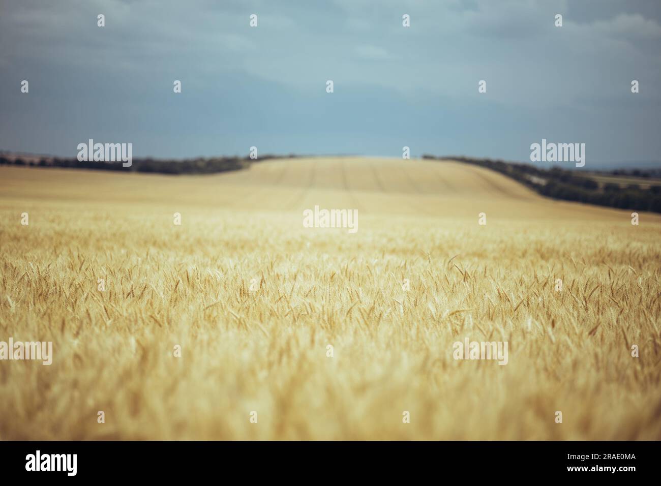 Logo der goldenen ernte -Fotos und -Bildmaterial in hoher Auflösung – Alamy