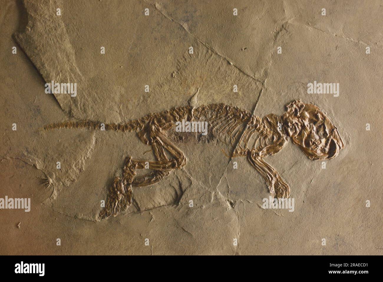 Fossile nagetiere -Fotos und -Bildmaterial in hoher Auflösung – Alamy