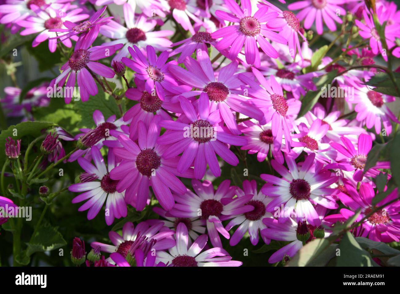 Cineraria pericallis cruenta -Fotos und -Bildmaterial in hoher ...