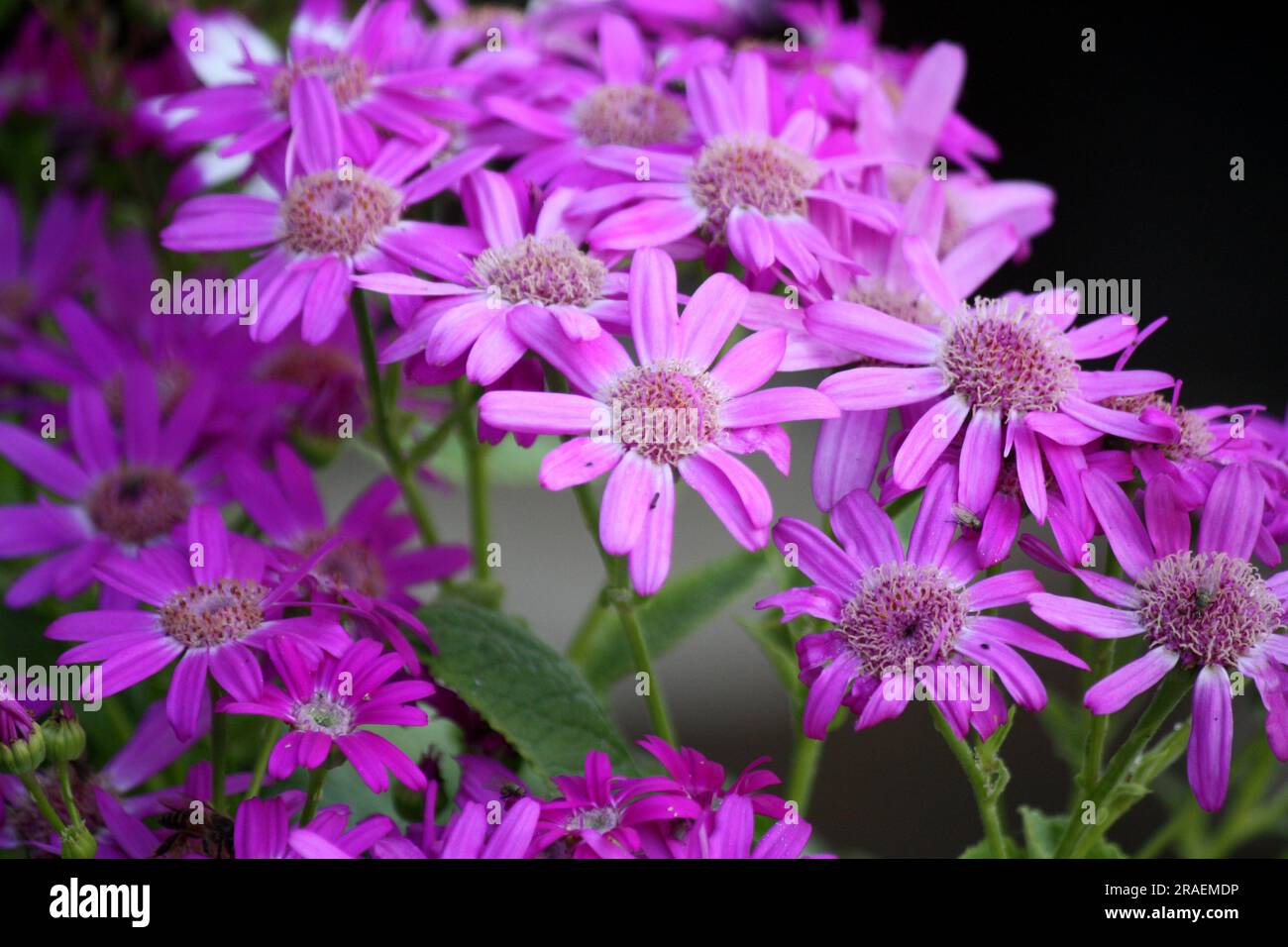 Cineraria pericallis cruenta -Fotos und -Bildmaterial in hoher ...