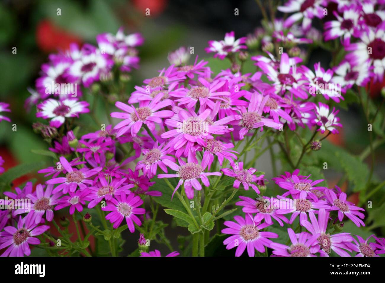 Cineraria pericallis cruenta -Fotos und -Bildmaterial in hoher ...