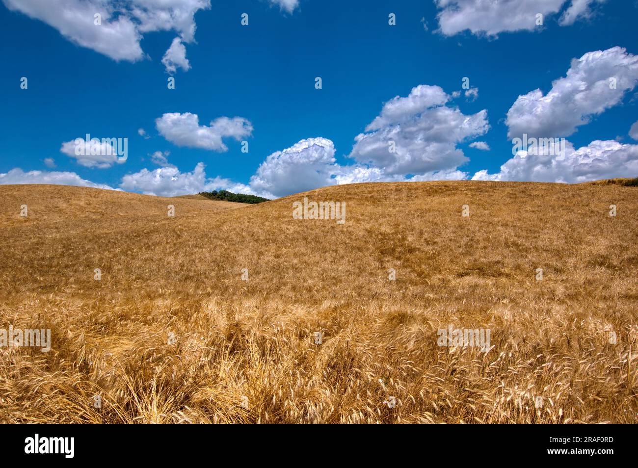 Campo di grano -Fotos und -Bildmaterial in hoher Auflösung – Alamy