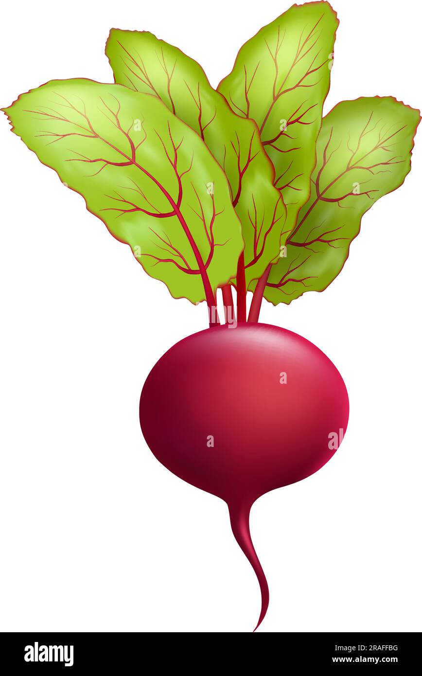 Rote bete zucker Stock-Vektorgrafiken kaufen - Alamy