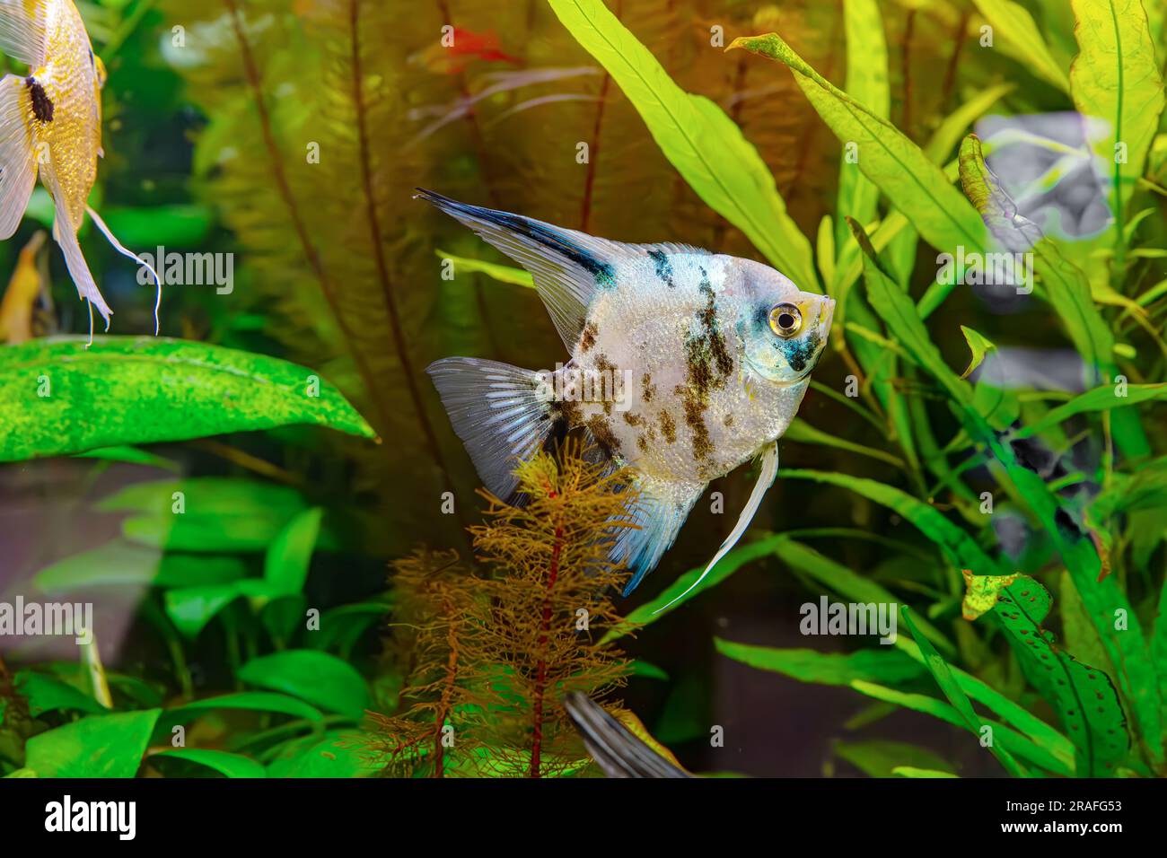 Orinoco angelfish pterophyllum altum -Fotos und -Bildmaterial in hoher ...
