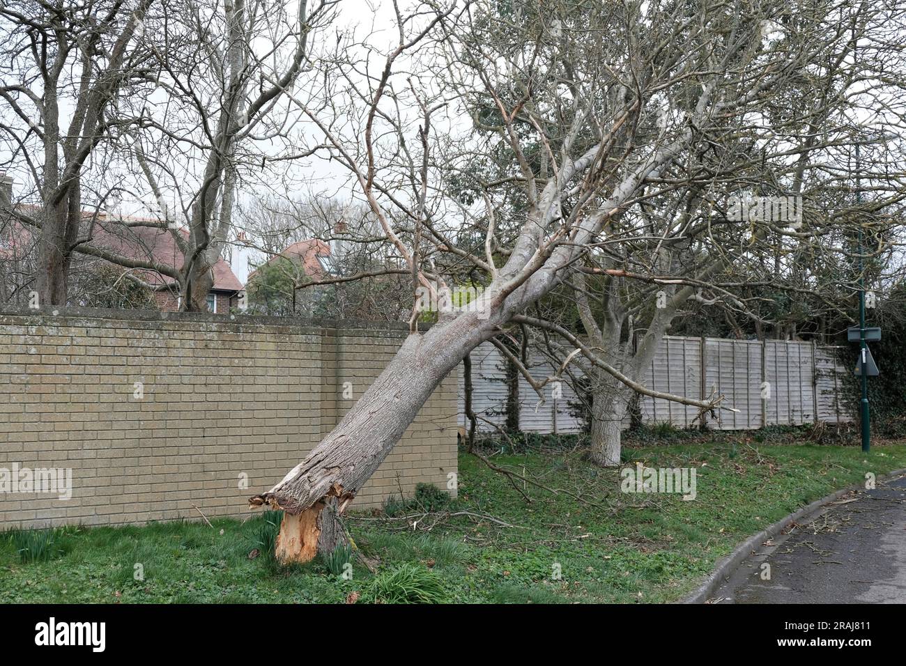 Fallender baumsturm -Fotos und -Bildmaterial in hoher Auflösung – Alamy