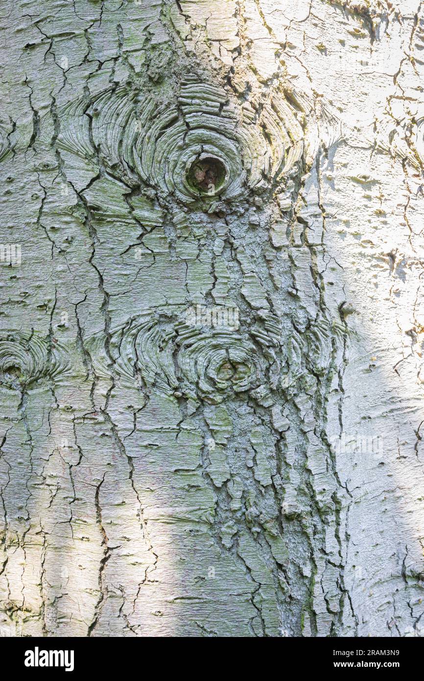 Edle tanne abies procera -Fotos und -Bildmaterial in hoher Auflösung ...