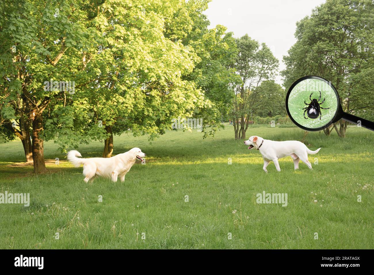 Ein Hund im Stadtpark auf dem Rasen, die Gefahr von Zecken. Eine Lupe ... Ein Hund im Stadtpark auf dem Rasen, die Gefahr von Zecken. Eine Lupe ...