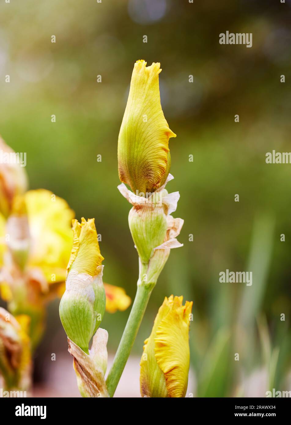 Calizona gold -Fotos und -Bildmaterial in hoher Auflösung – Alamy