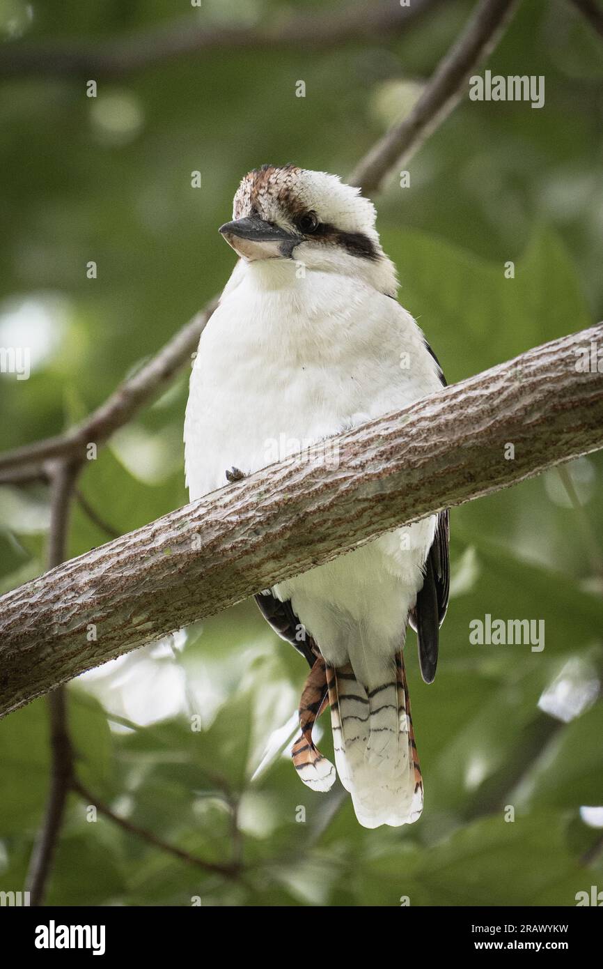 Ein Kookaburra erhebt sich majestätisch auf einem robusten Ast, seine ...