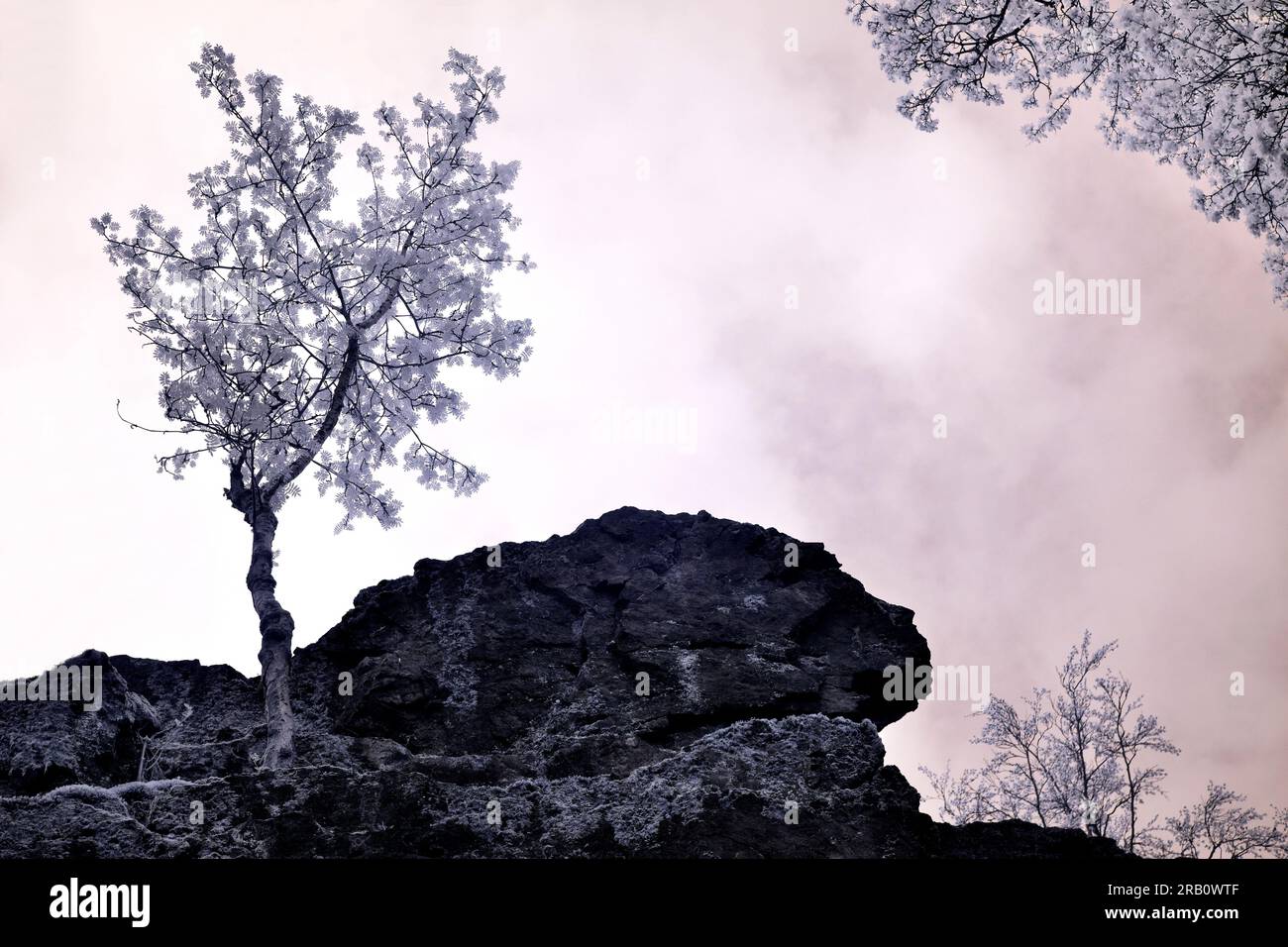 Eisen kiesel hardling -Fotos und -Bildmaterial in hoher Auflösung – Alamy