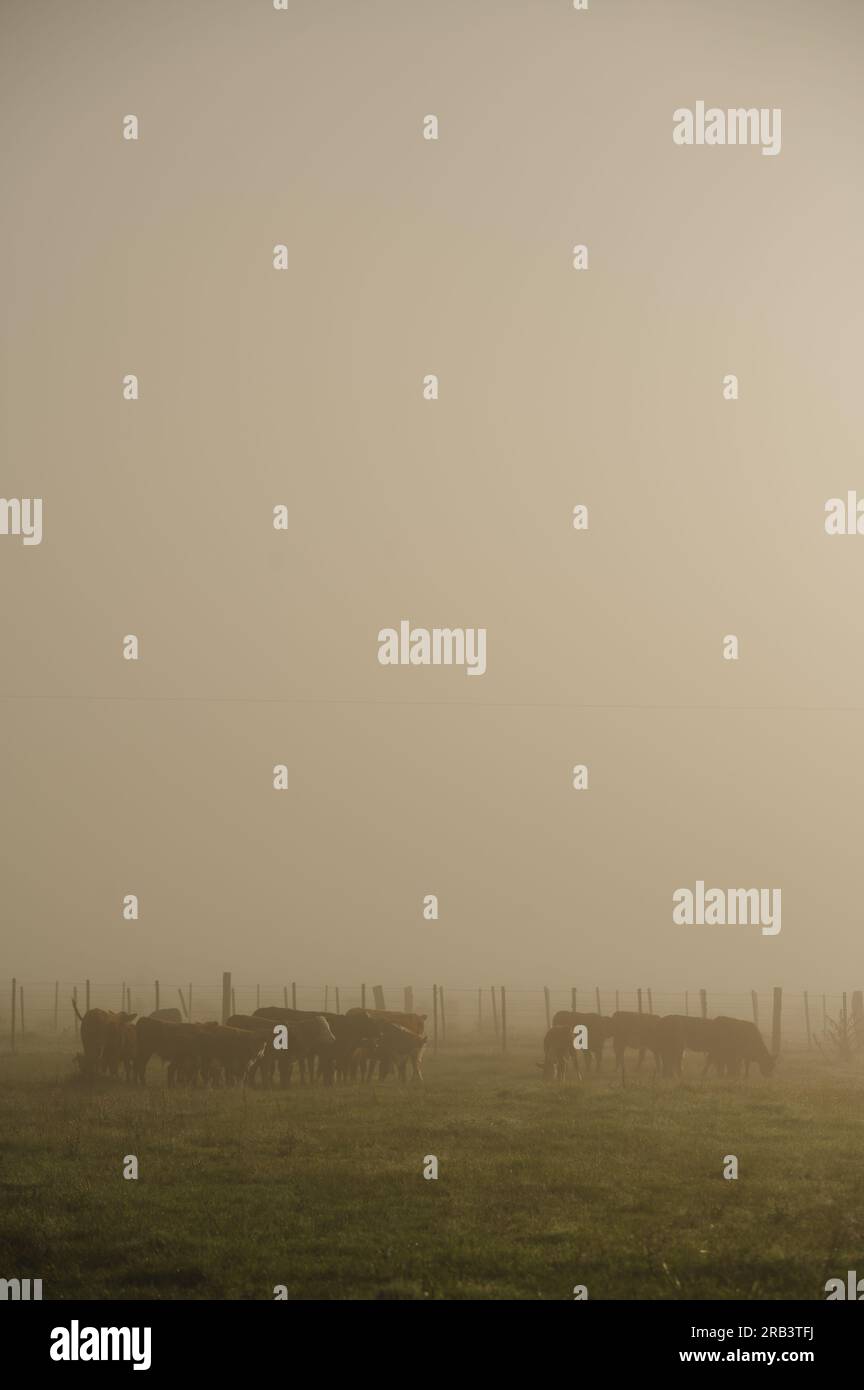 Tiere von uruguay -Fotos und -Bildmaterial in hoher Auflösung – Alamy