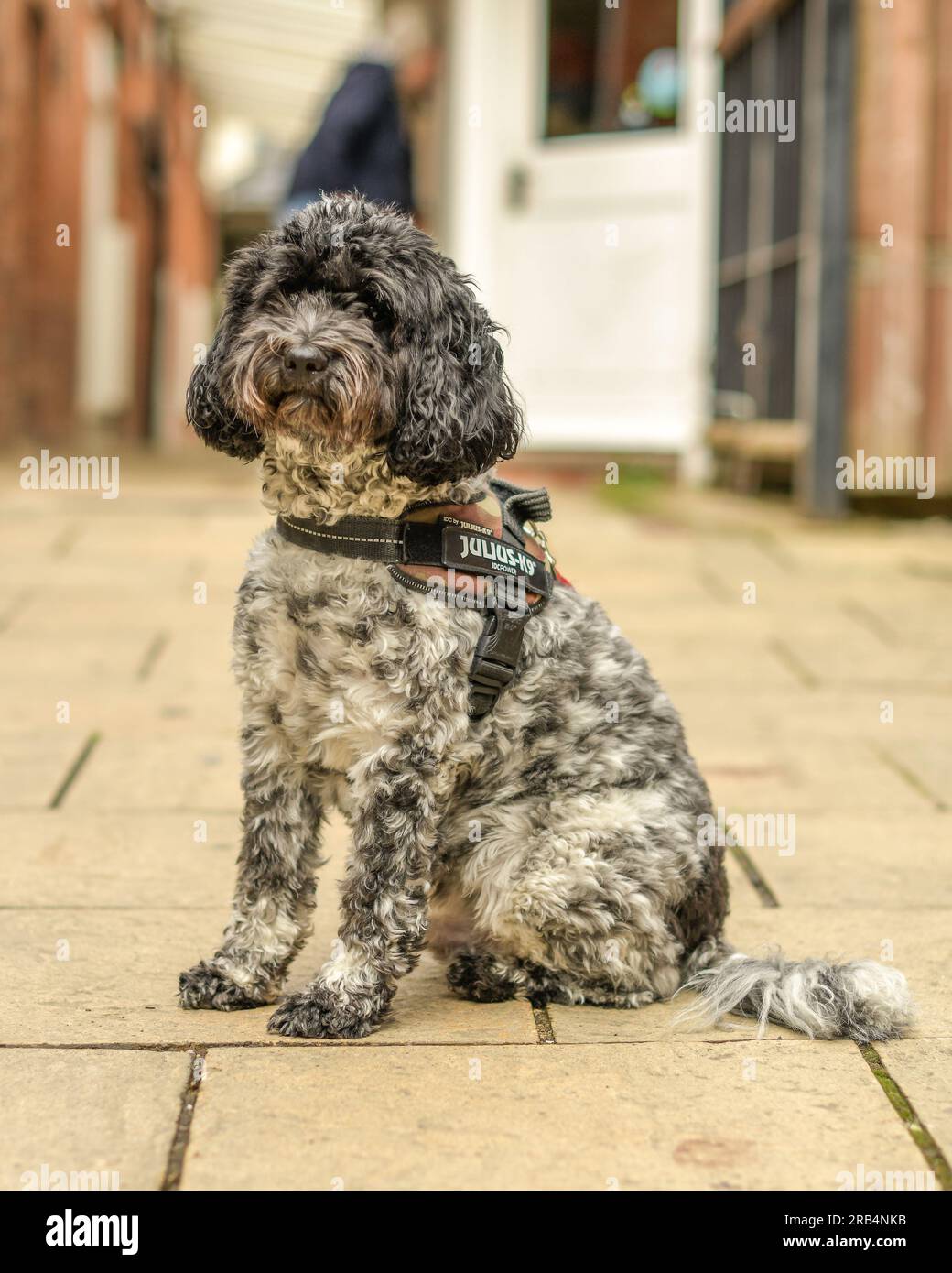 Cockapoo dogs -Fotos und -Bildmaterial in hoher Auflösung – Alamy