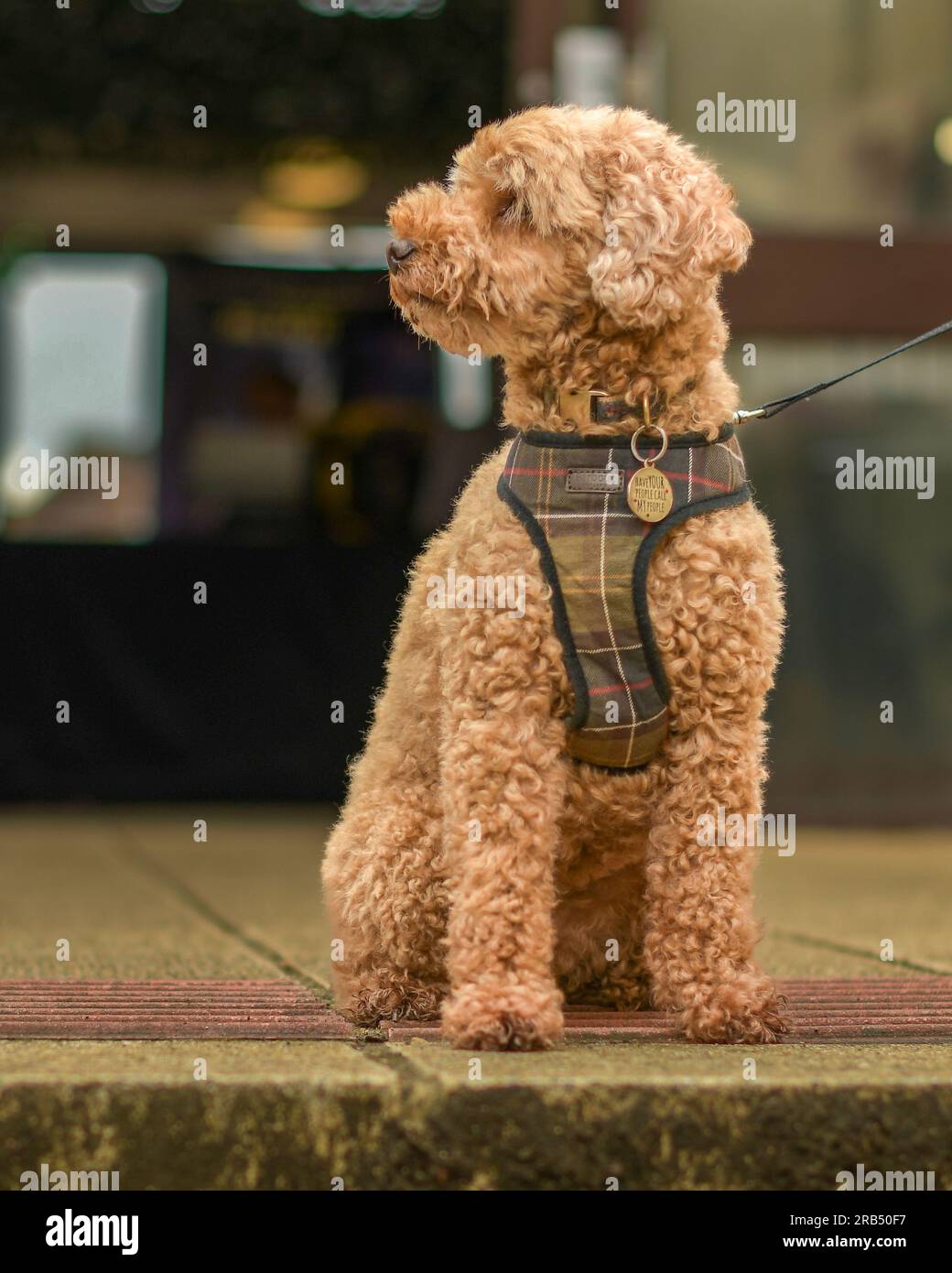 Cockapoo dogs -Fotos und -Bildmaterial in hoher Auflösung – Alamy