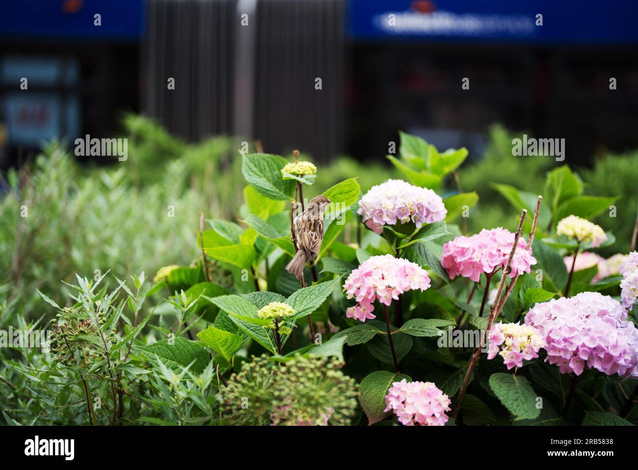 Florale begleiter -Fotos und -Bildmaterial in hoher Auflösung – Alamy
