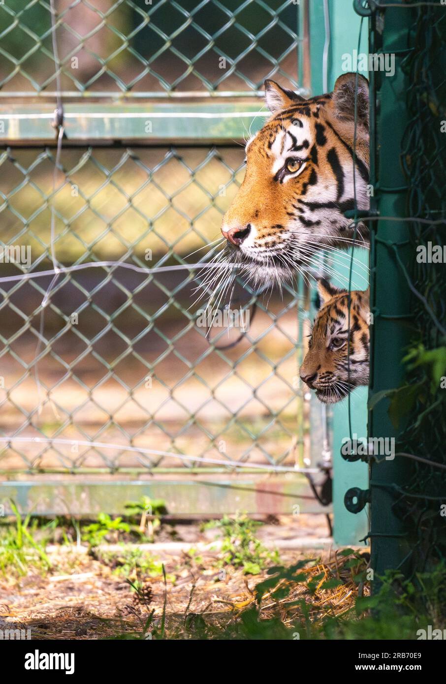 Hodenhagen, Deutschland. 06. Juli 2023. Der sibirische Tiger Anastasia ...