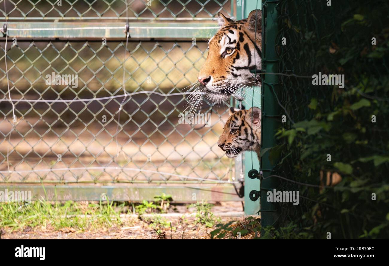 Hodenhagen, Deutschland. 06. Juli 2023. Der sibirische Tiger Anastasia ...