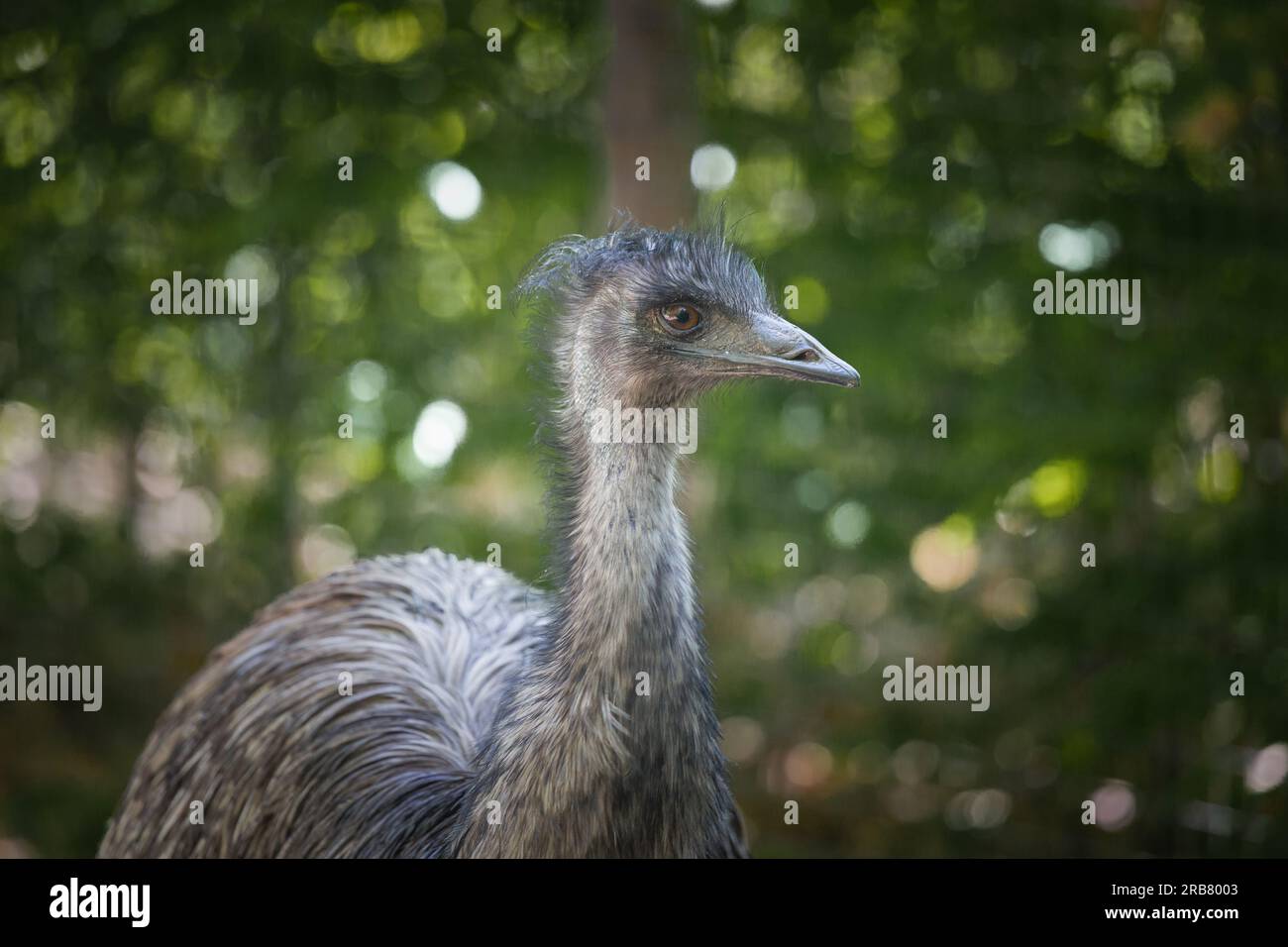 Male emu with chicks -Fotos und -Bildmaterial in hoher Auflösung – Alamy