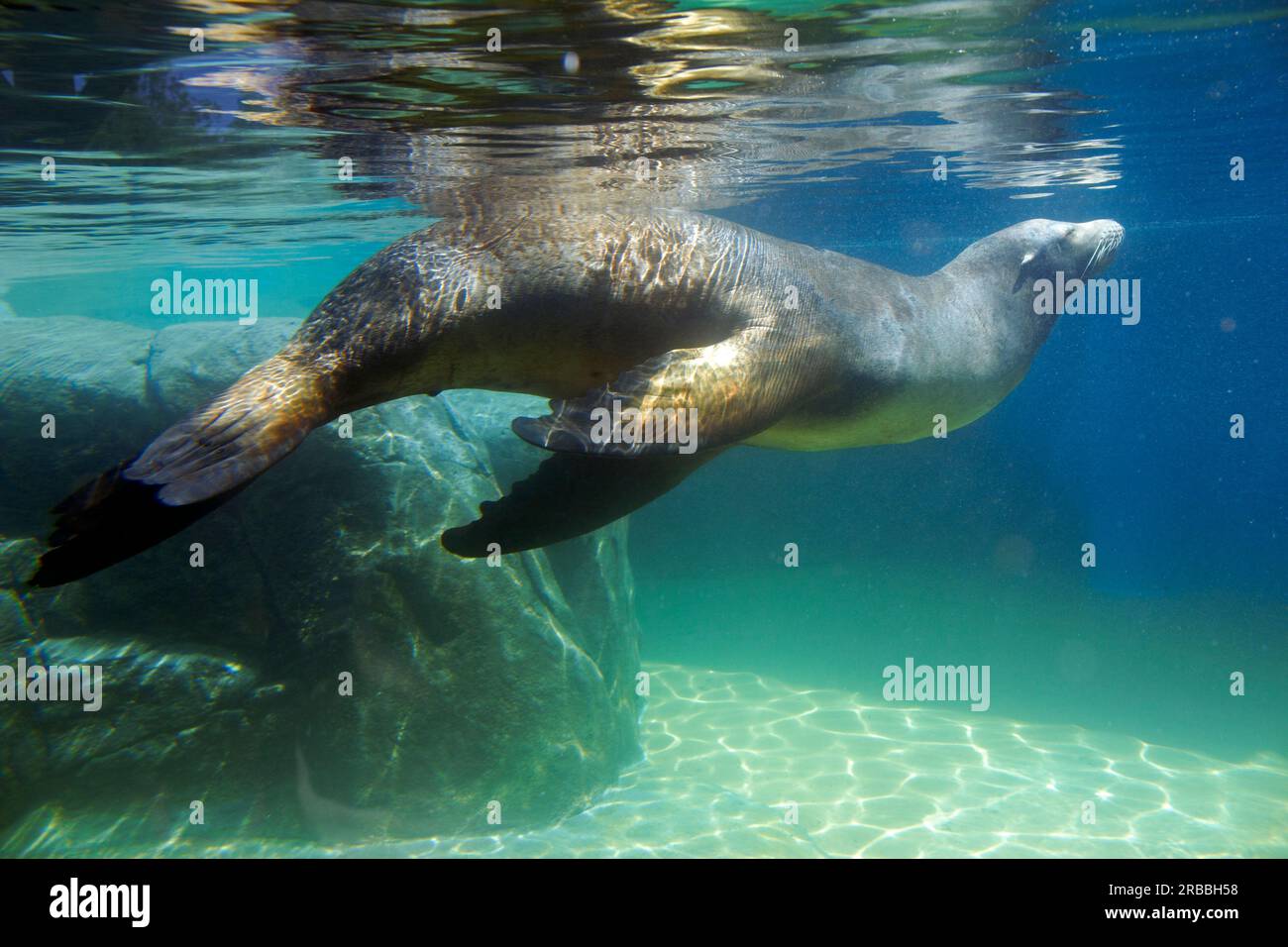 Seal dive water -Fotos und -Bildmaterial in hoher Auflösung – Alamy