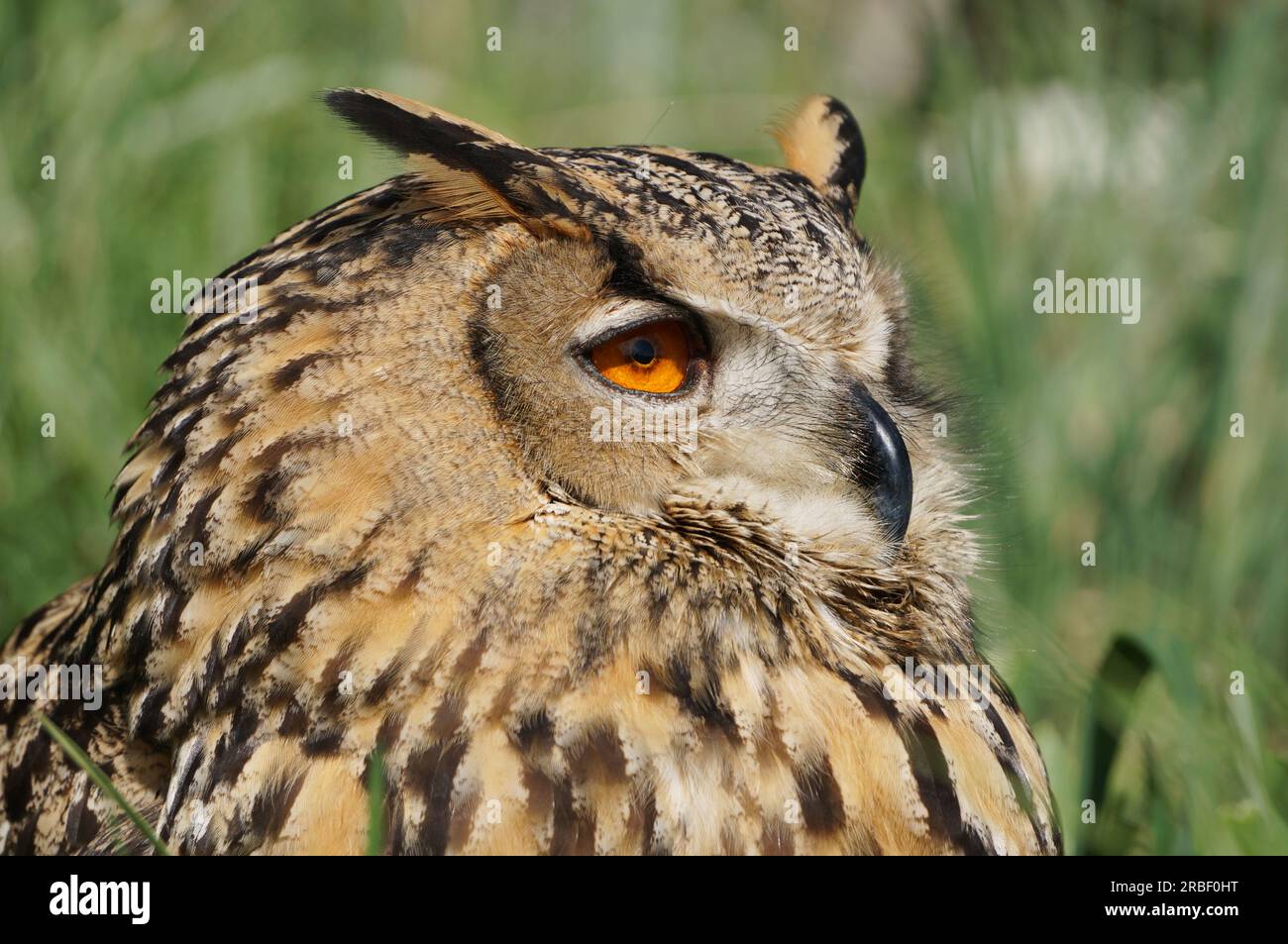 Eurasian uhu -Fotos und -Bildmaterial in hoher Auflösung – Alamy