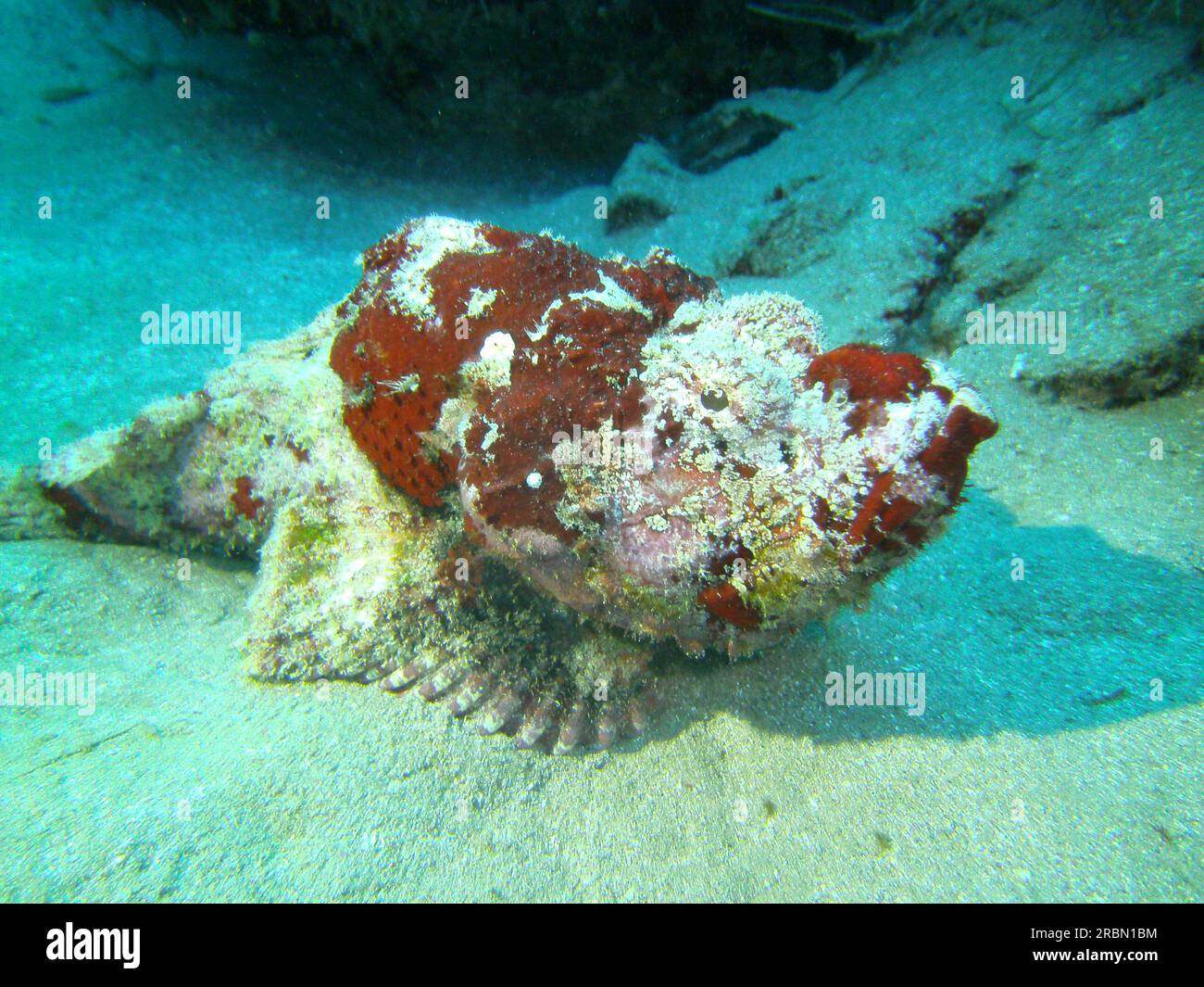 Steinfisch im roten meer -Fotos und -Bildmaterial in hoher Auflösung ...