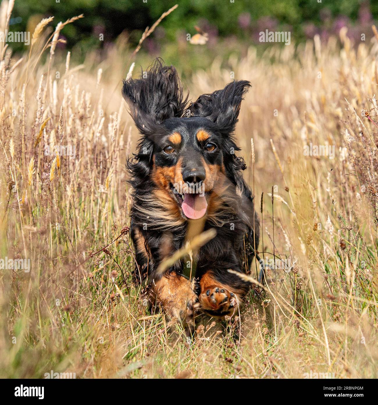 Dackel dachshund -Fotos und -Bildmaterial in hoher Auflösung – Alamy