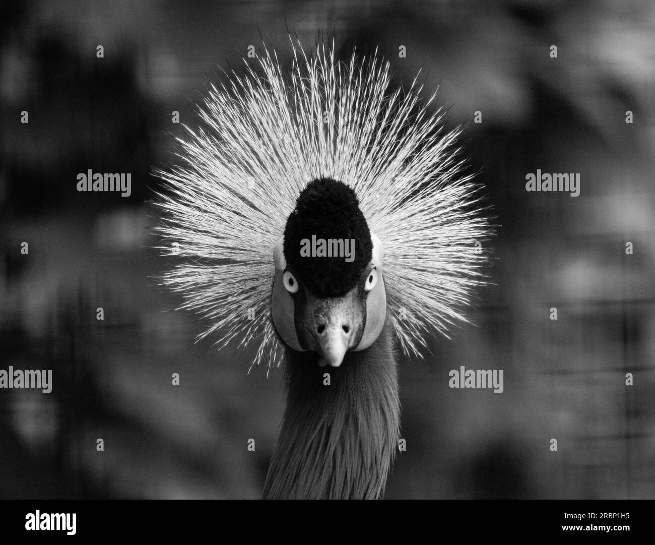 Gray crowned crane Schwarzweiß-Stockfotos und -bilder - Alamy