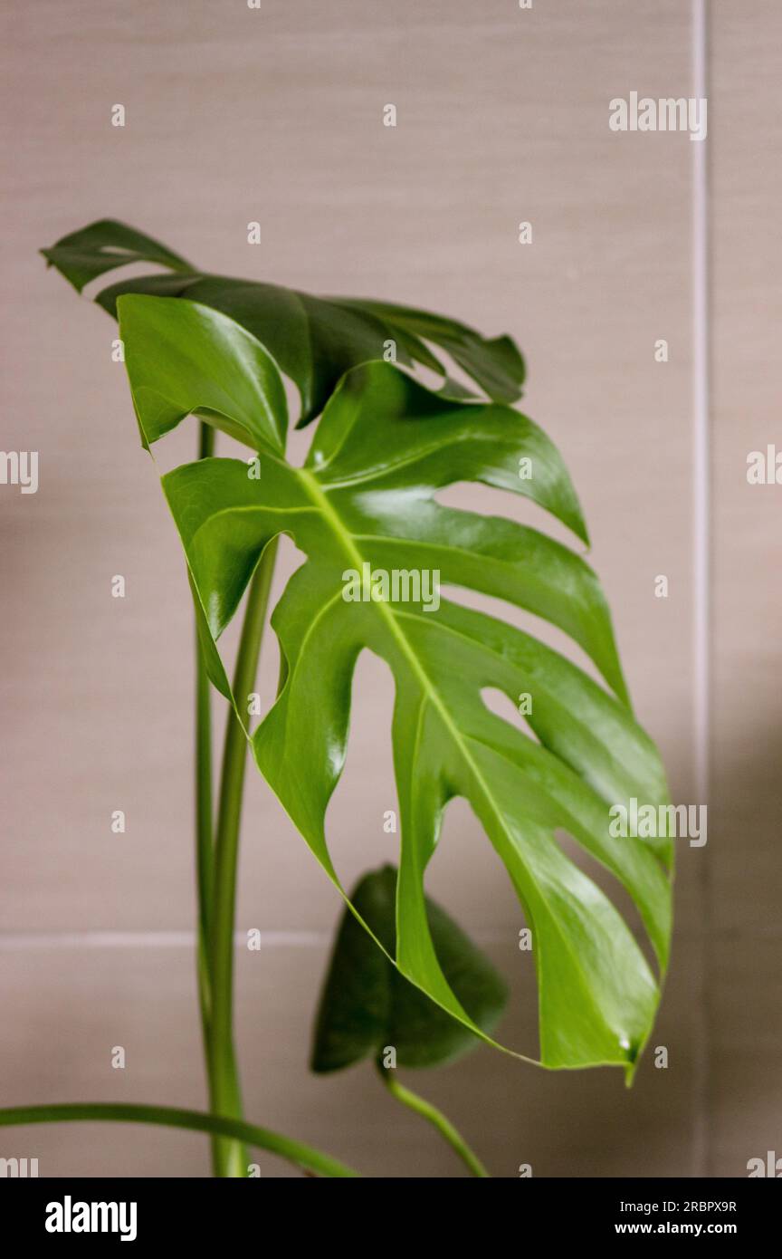 Adam rippe -Fotos und -Bildmaterial in hoher Auflösung – Alamy