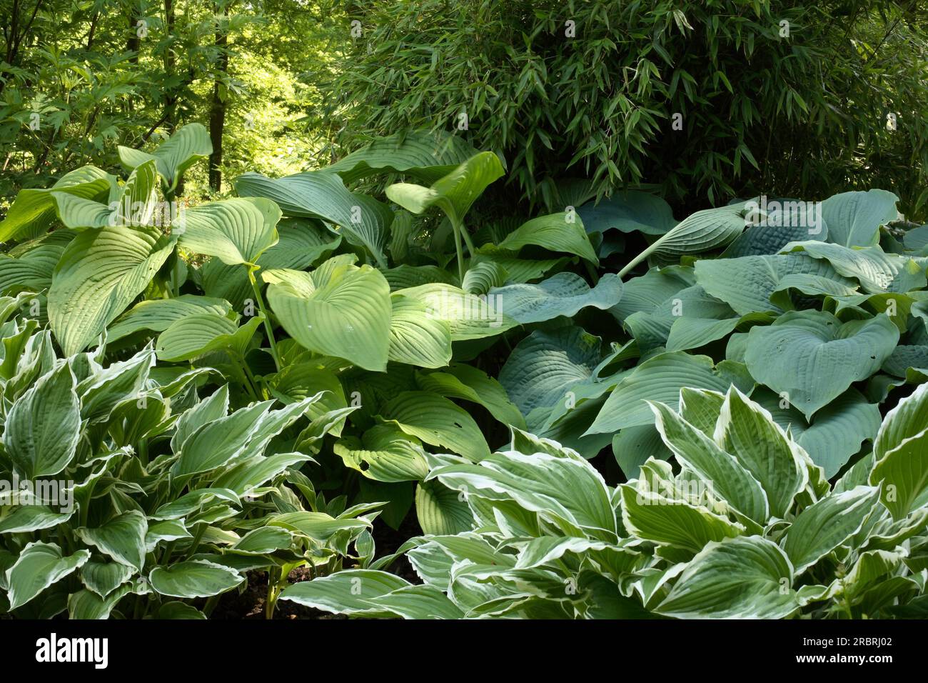 Hosta bett -Fotos und -Bildmaterial in hoher Auflösung – Alamy