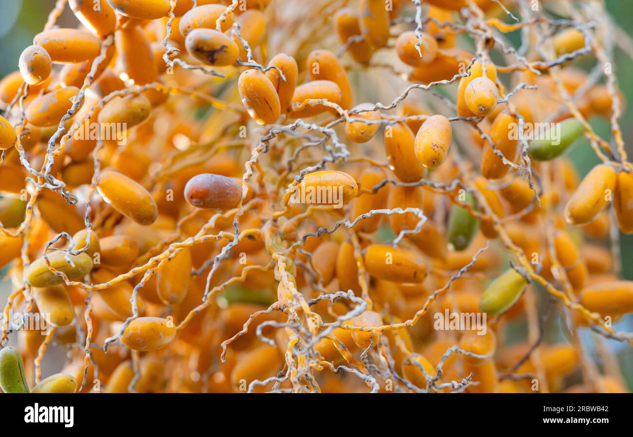 Frische datteln an einem baum -Fotos und -Bildmaterial in hoher ...