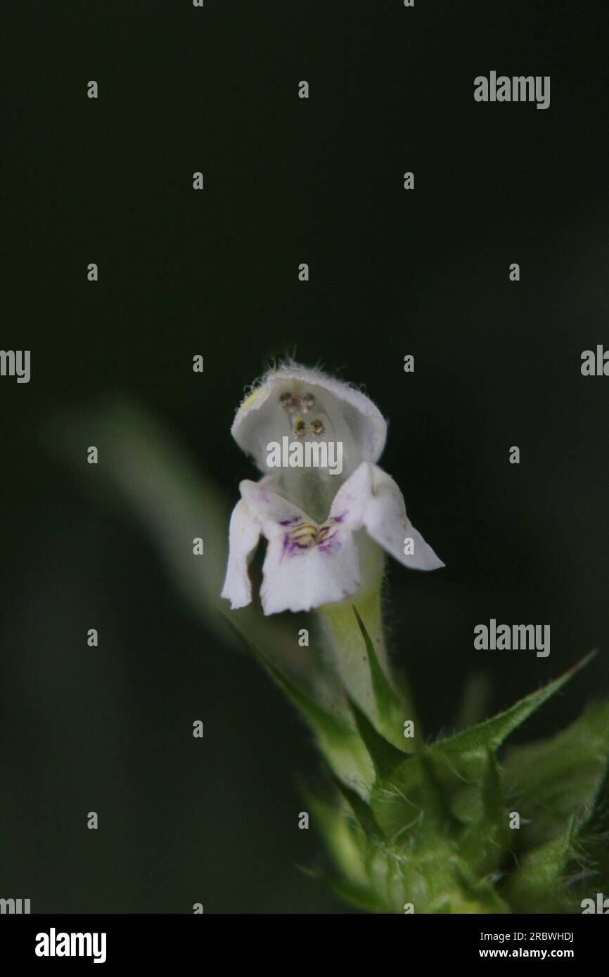 Galeopsis pubescens -Fotos und -Bildmaterial in hoher Auflösung – Alamy