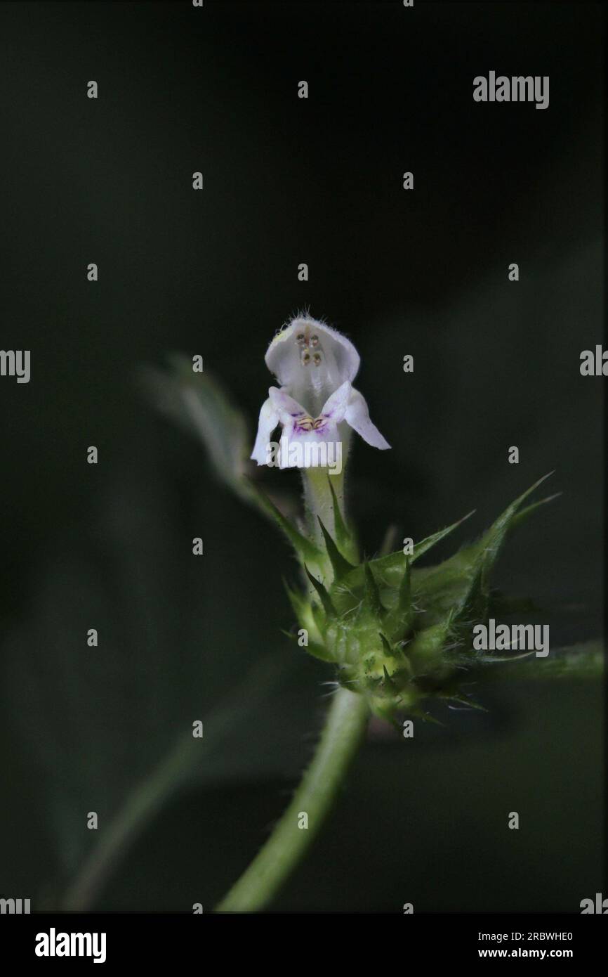 Galeopsis pubescens -Fotos und -Bildmaterial in hoher Auflösung – Alamy
